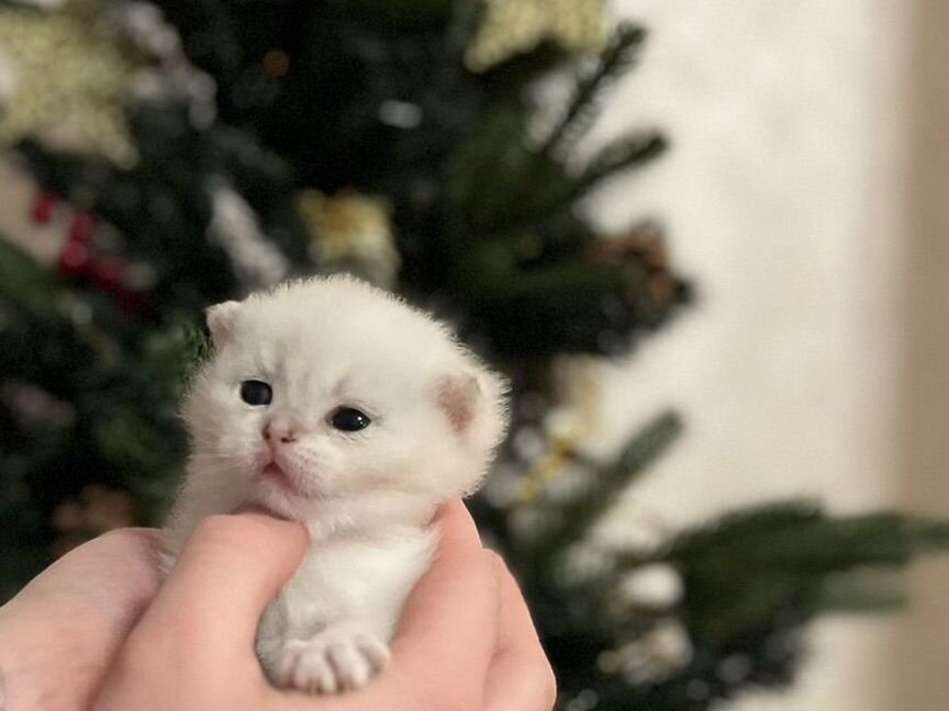 Котята шотландской серебрянной шиншиллы