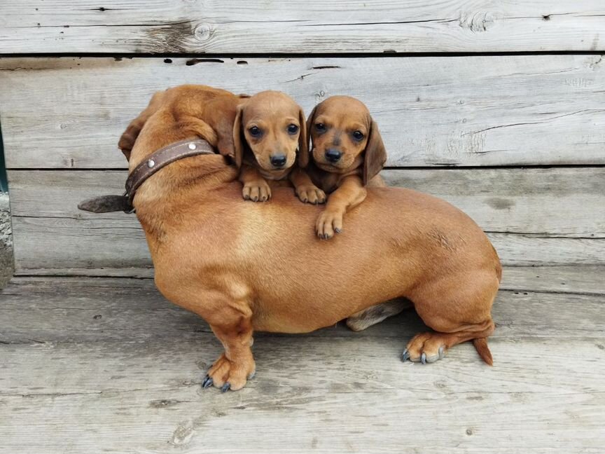 Щенки таксы