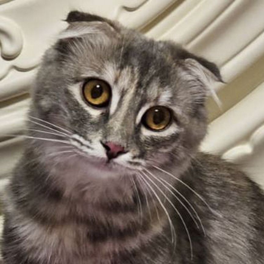 Котёнок нежная грусняша в добрые руки