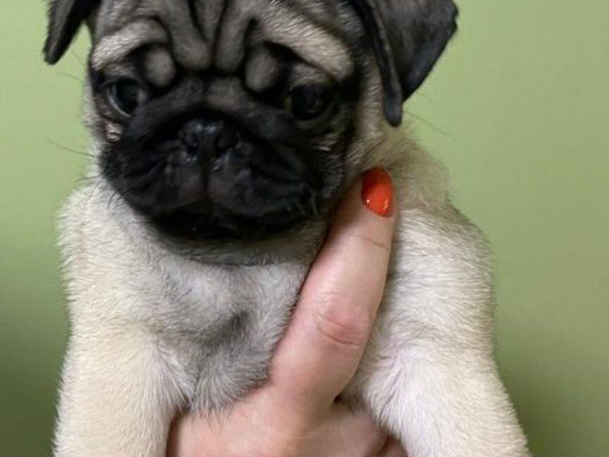 Щенки мопса