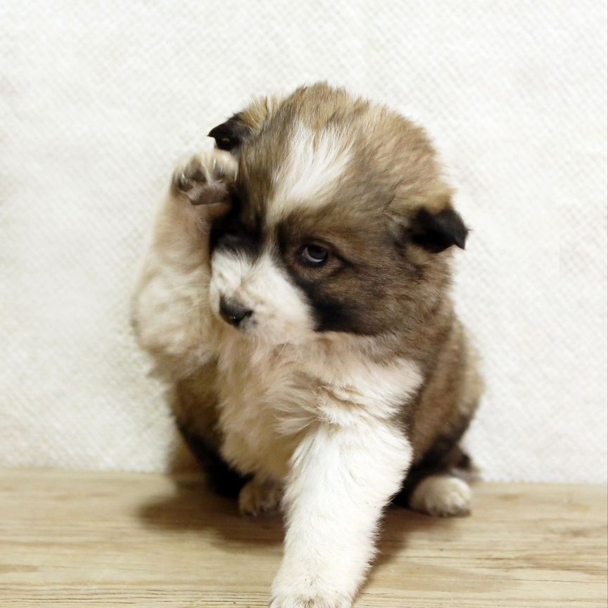 Пушистые щенки в добрые руки