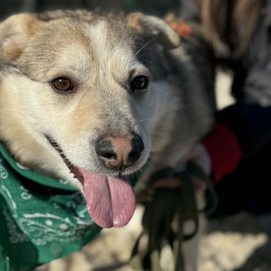 Дружок ищет дом