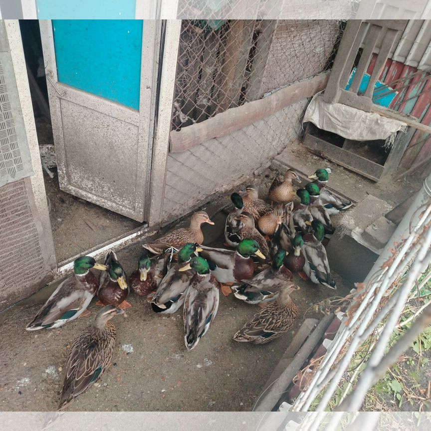 Подсадные утки для охоты