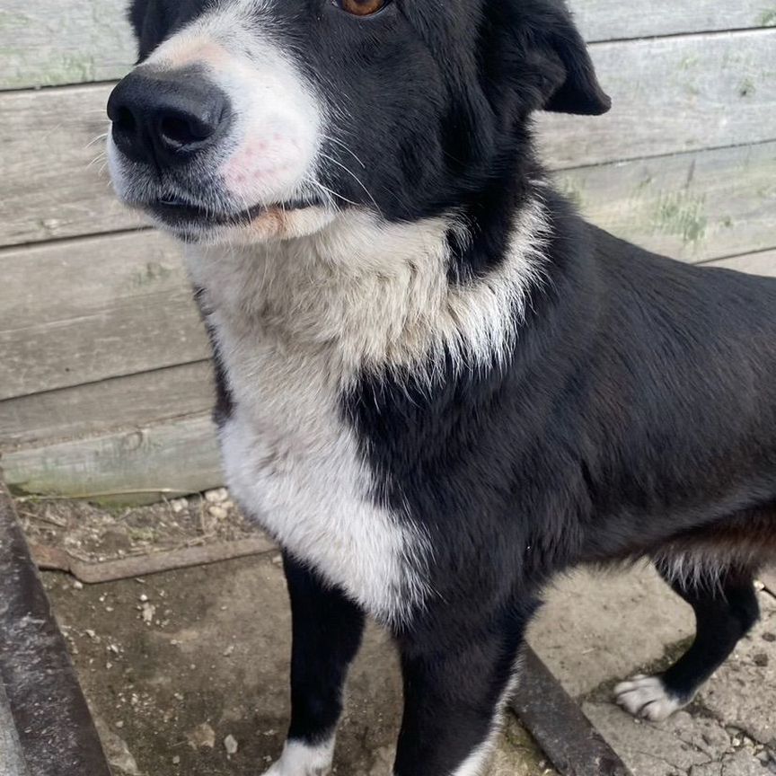 Собака девочка около года в добрые руки