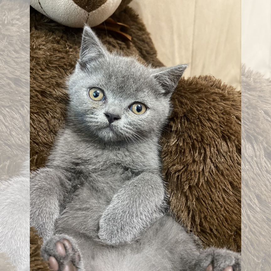 Британский кот