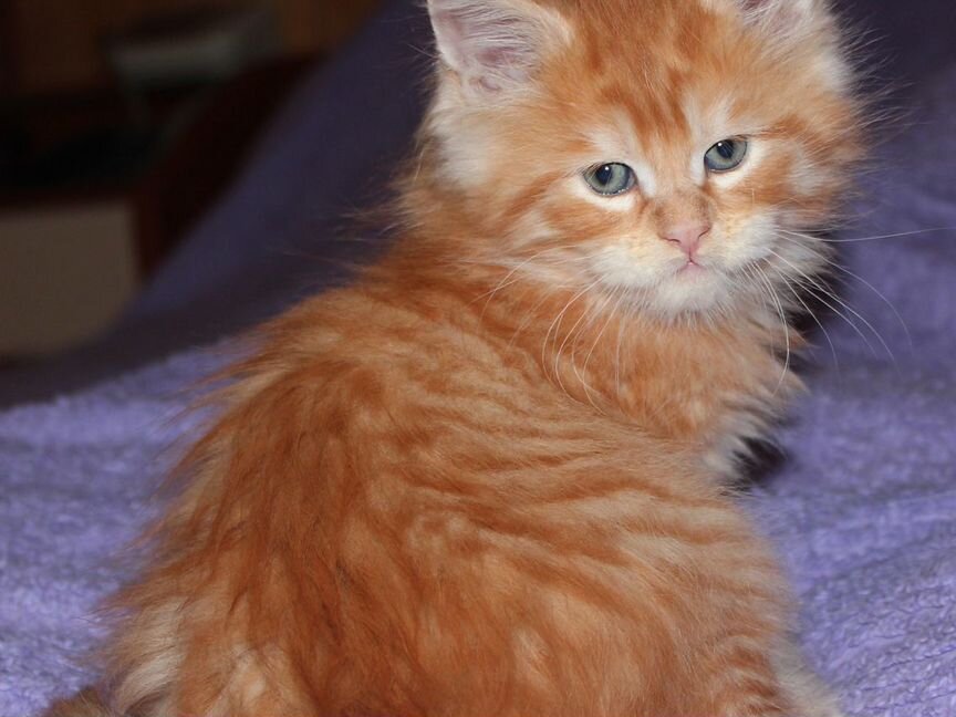 Котик 1.5 мес Красный тигр на серебре