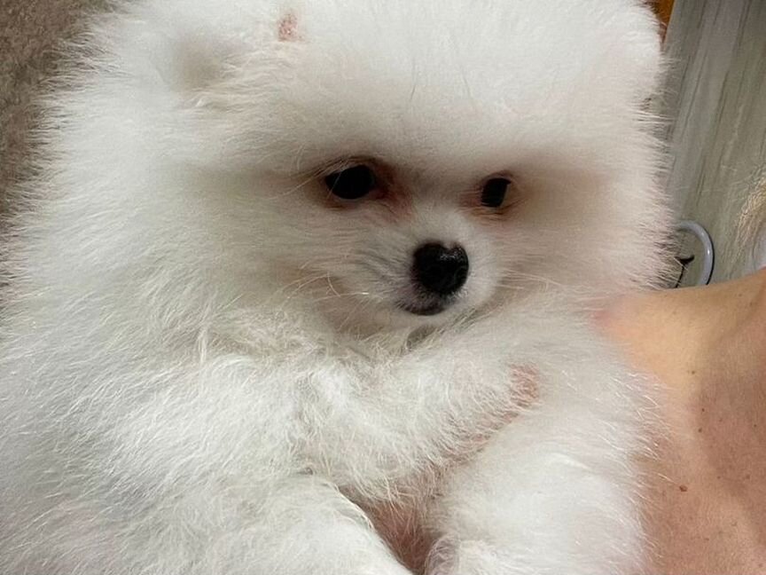 Шпице белоснежка