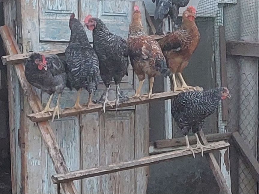 Куры и петухи домашние