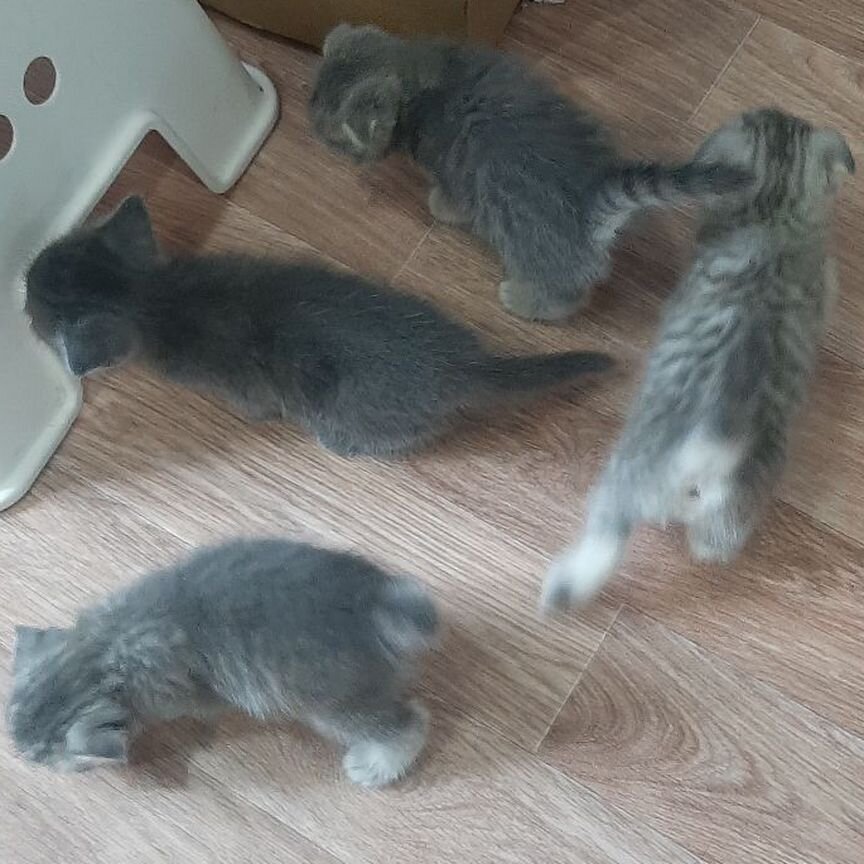 Британский короткошёрстный котёнок