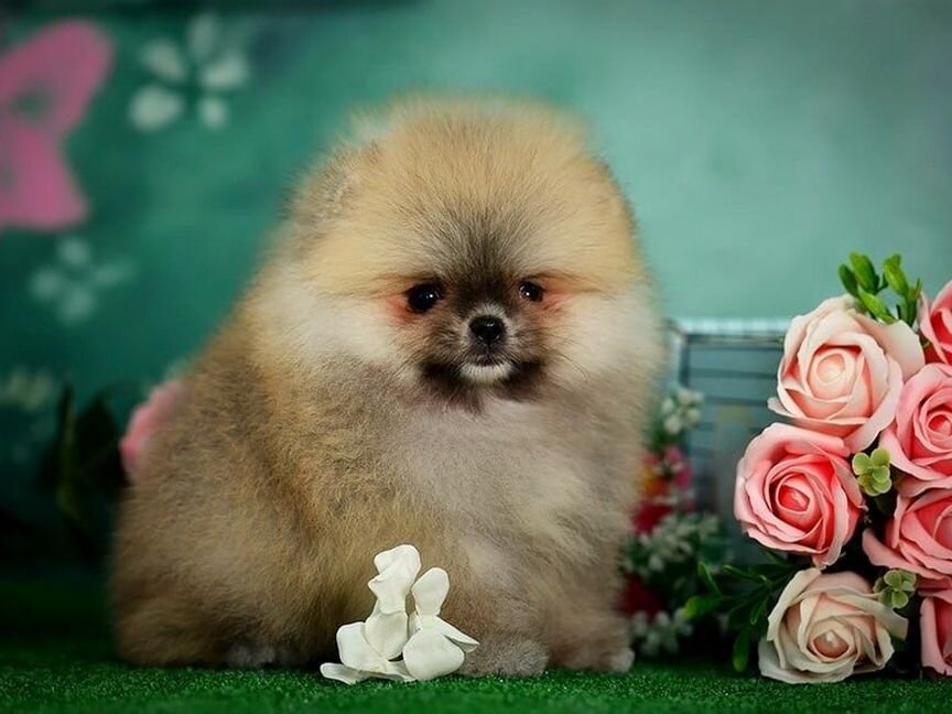 Шпиц кукленок мини
