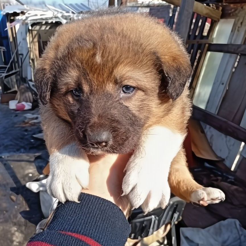 Щенок в добрые руки