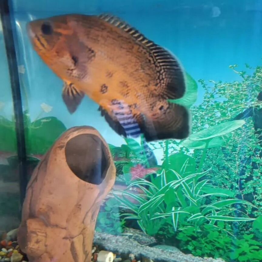 Рыба астронотус