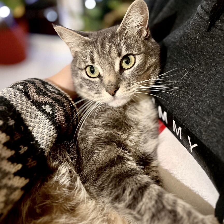 Ласковая кошечка Ника ищет дом