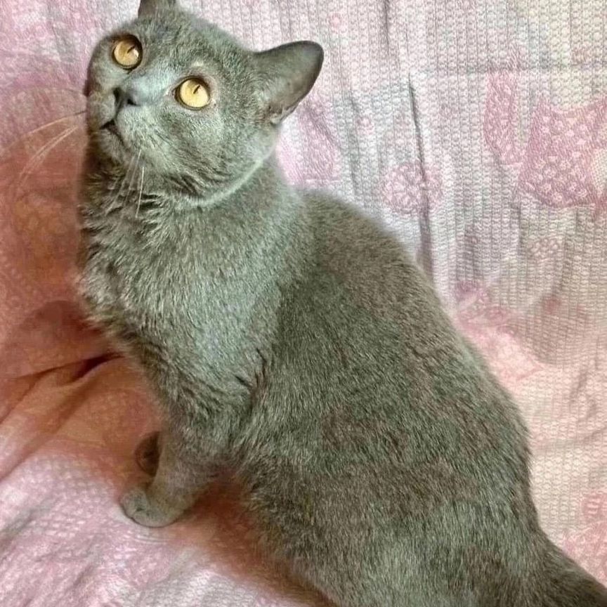 Британский кот