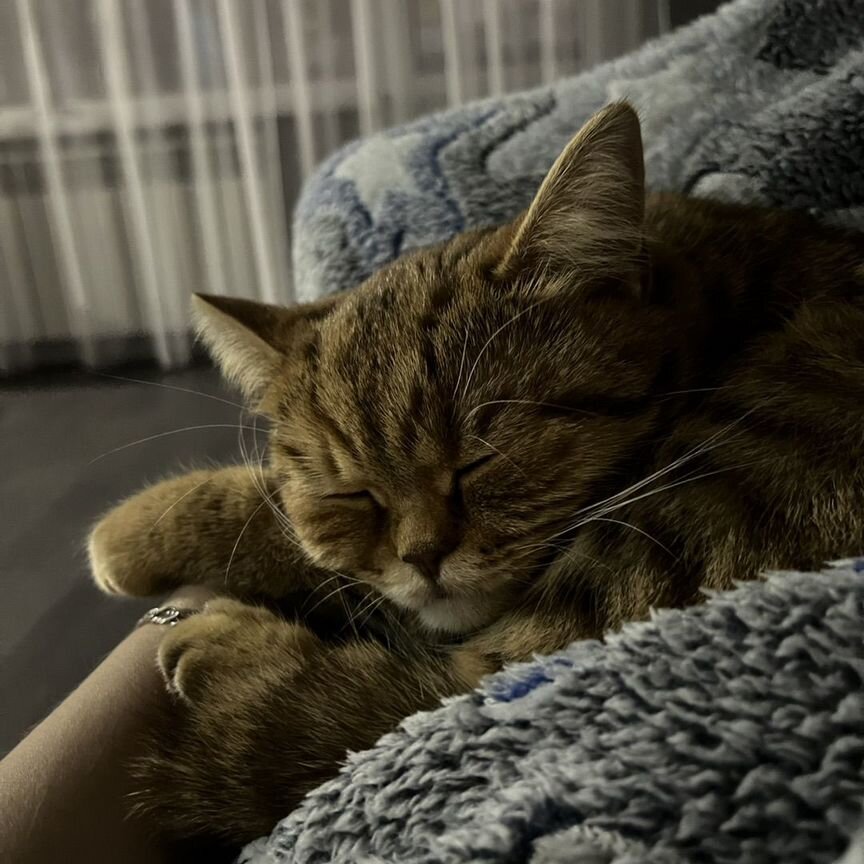 Кошка в добрые руки