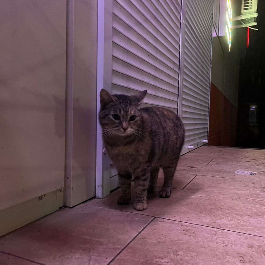 Кошечка ищет дом