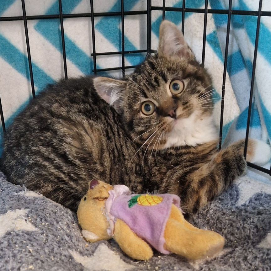 Девочка лесной кошки типаж Пикабу в добрые руки