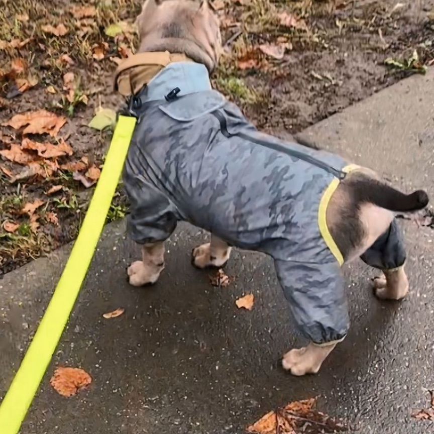 Дождевик для собак