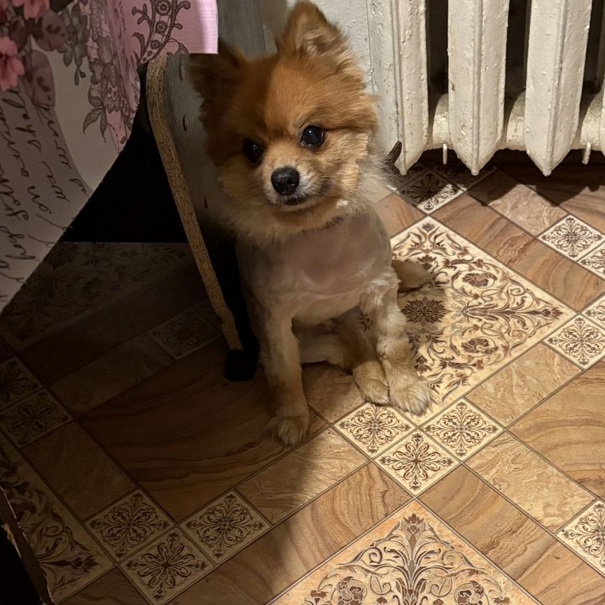 Померанский шпиц, взрослый пёс