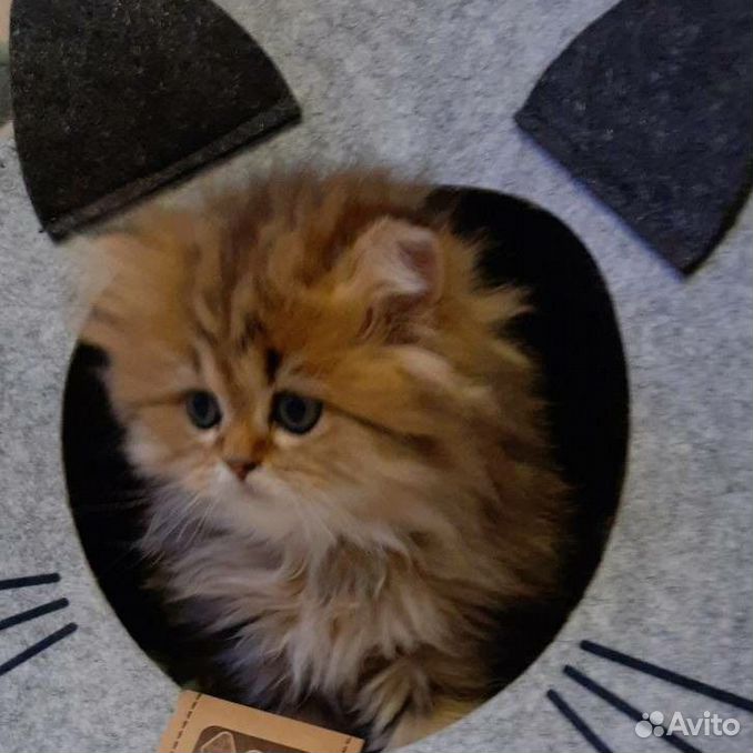 Золотые пушистые котята