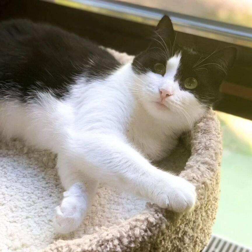 Домино грустит в приюте