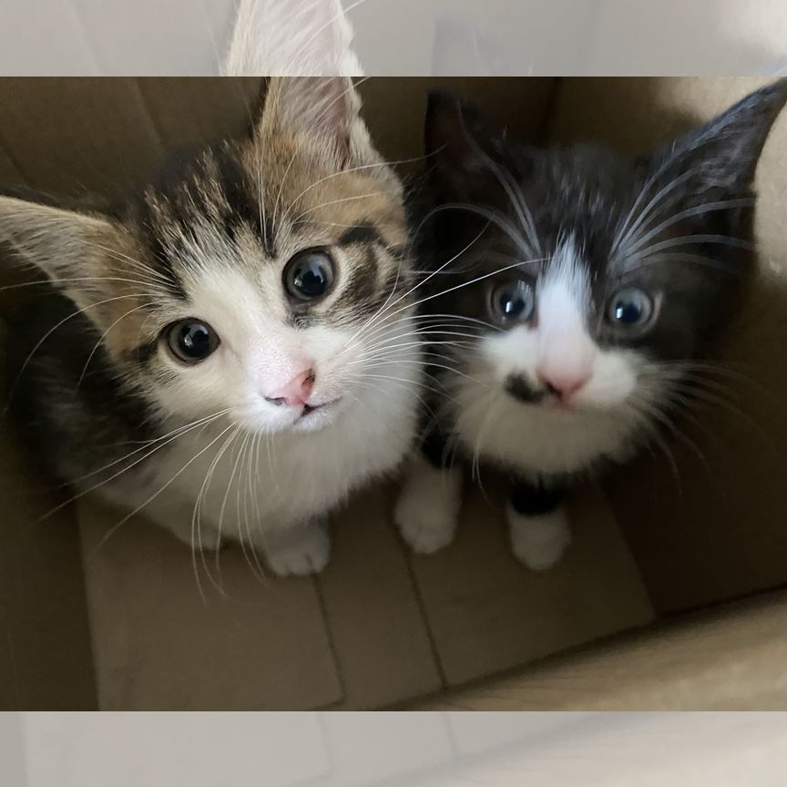 Отдам котят в добрые руки