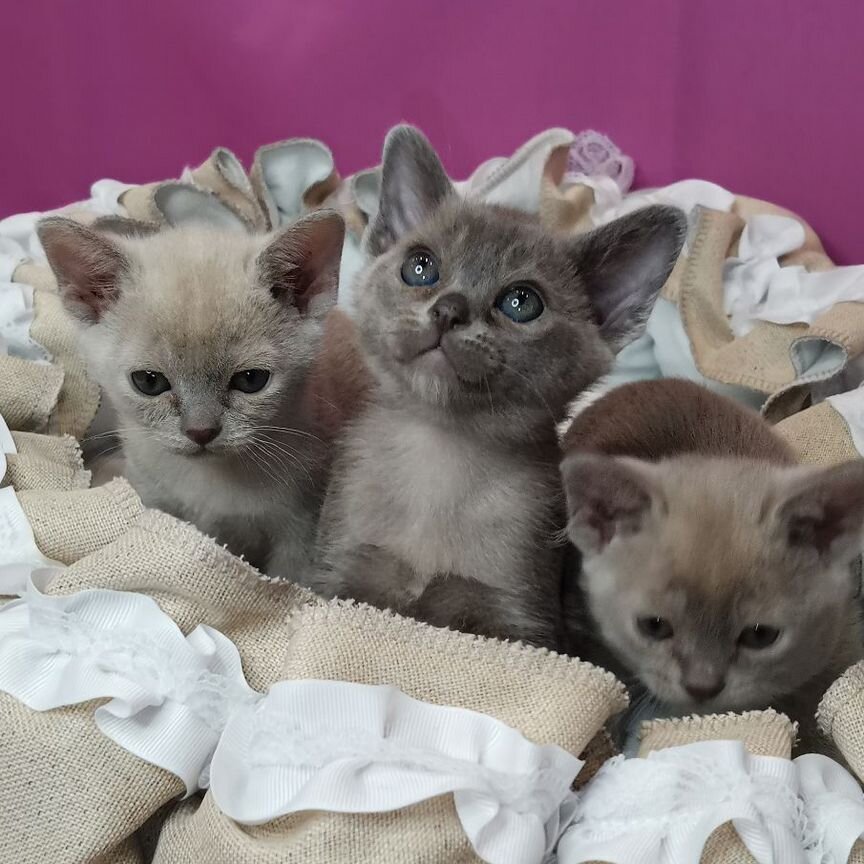 Европейский бурманский котёнок