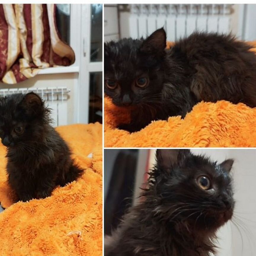 Котёнок в добрые руки