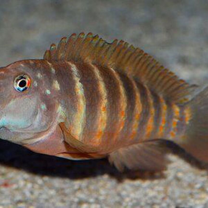 Цихлилы оз.Танганьика и Малави