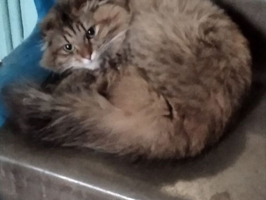 Котенок очень хорошенький