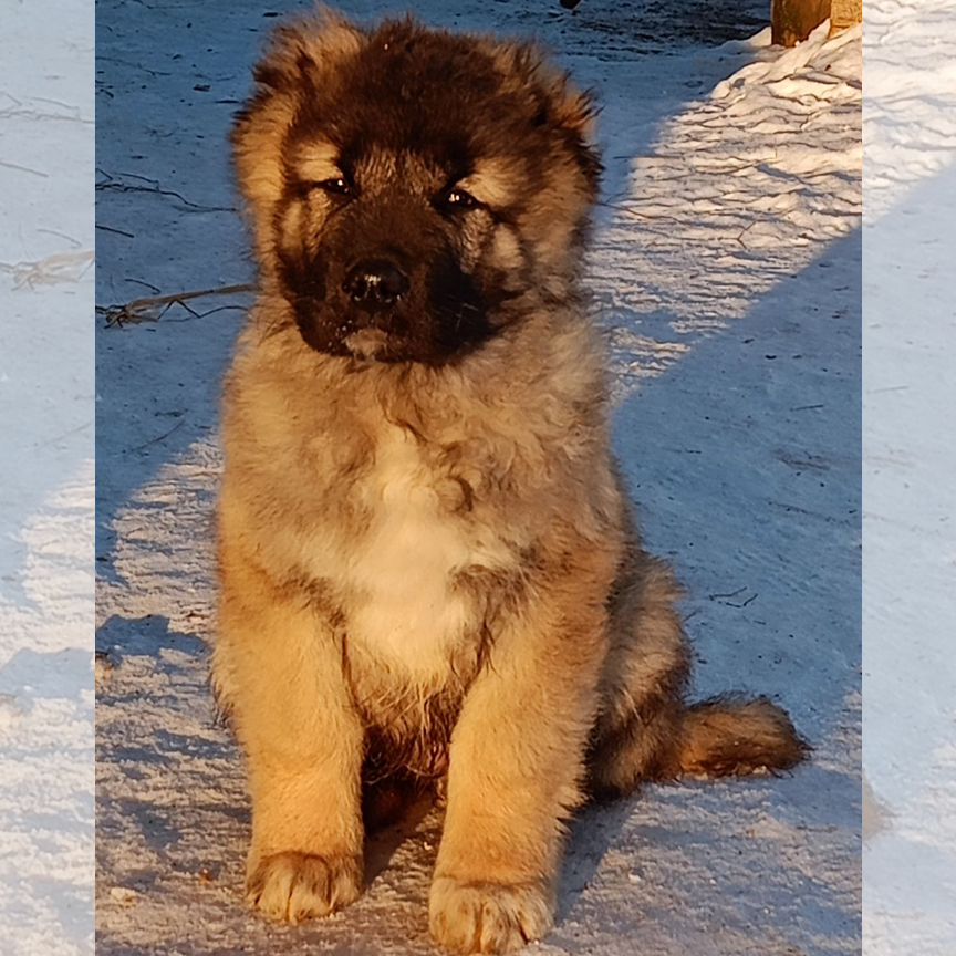 Кавказская овчарка, щенок