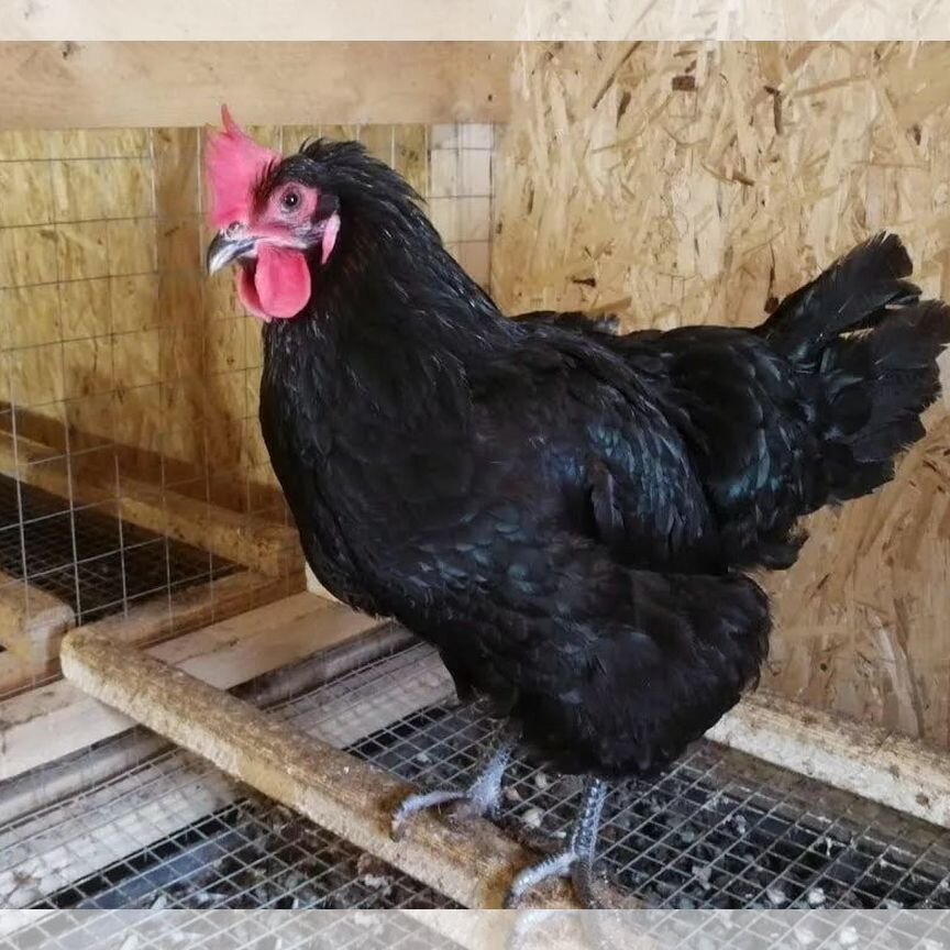 Петух порода московская черная