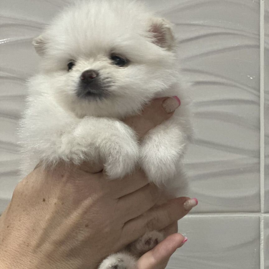 Померанский шпиц, щенок