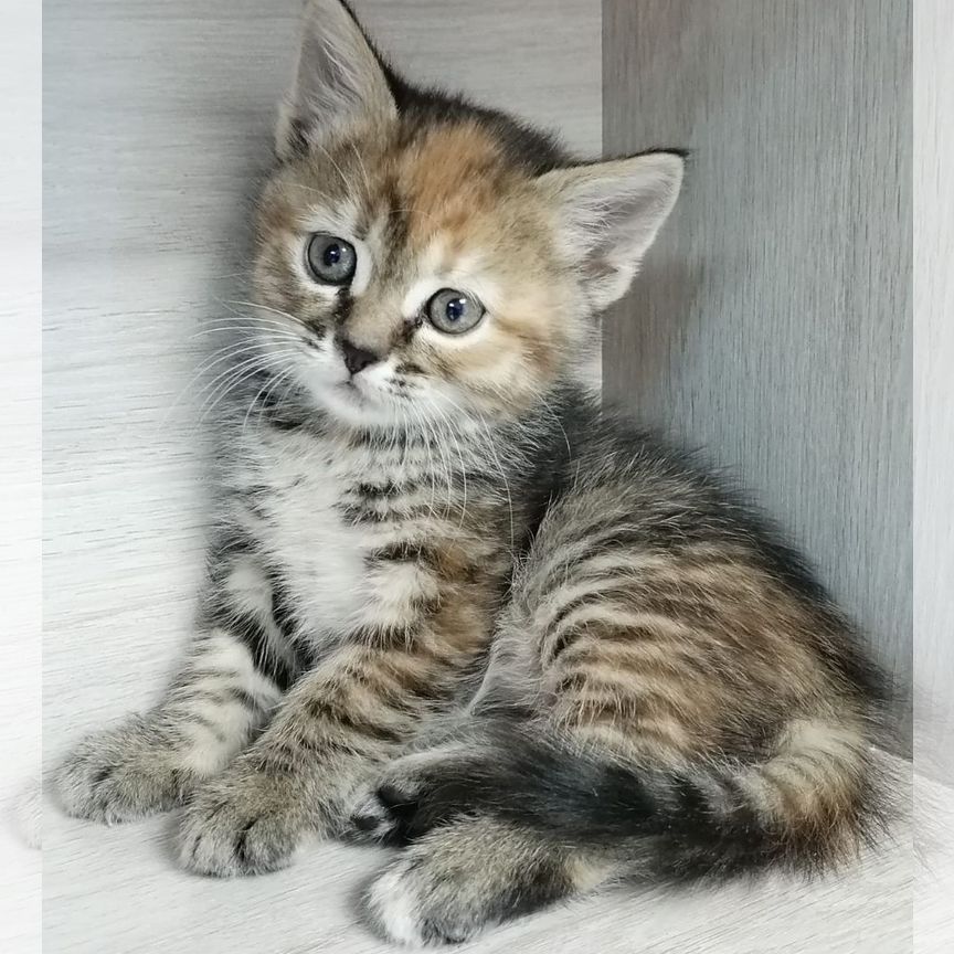 Котенок-девочка в добрые руки
