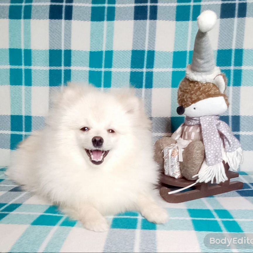 Щенки немецкого малого шпица