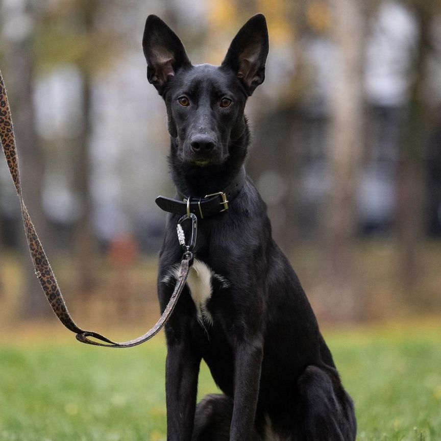 Оливия ищет дом