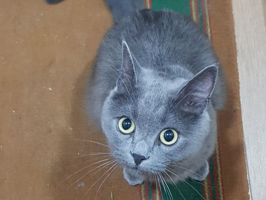 Молодой кот британец