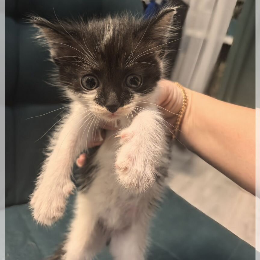 Котёнок в добрые руки