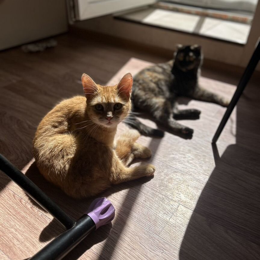 Домашние животные кошки