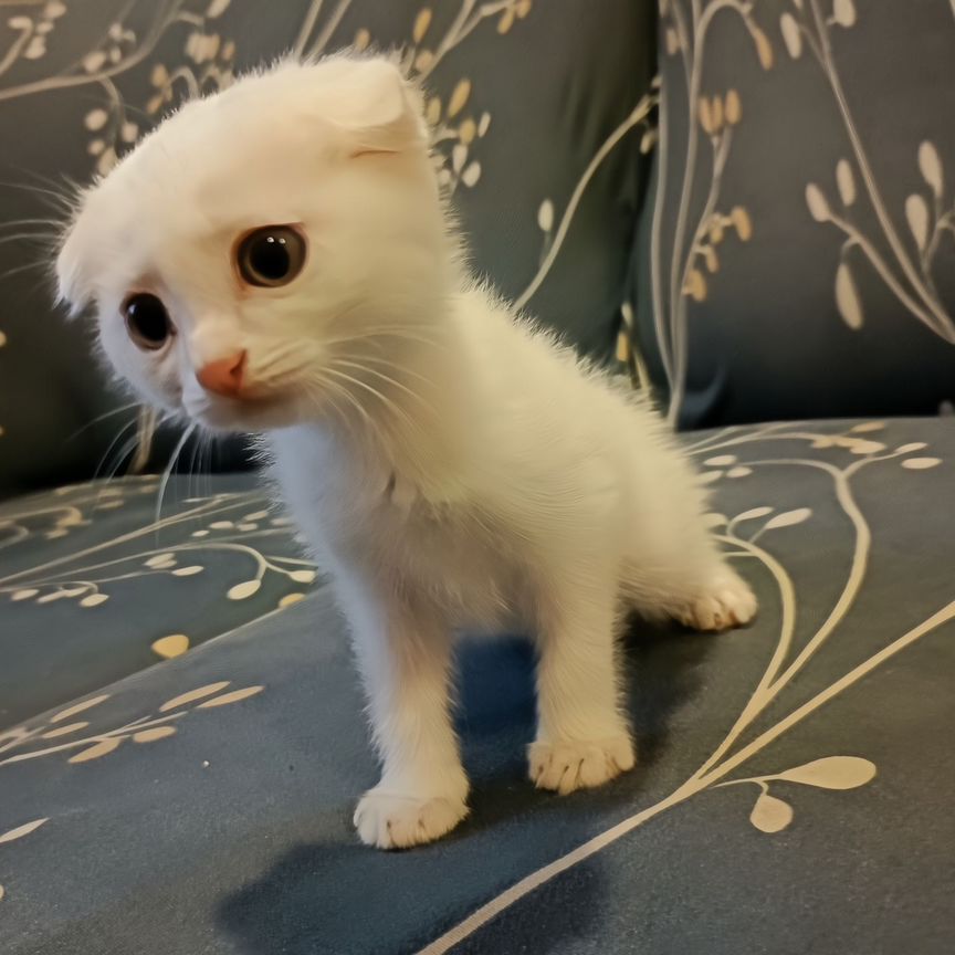 Шотландский вислоухий длинношёрстный котёнок