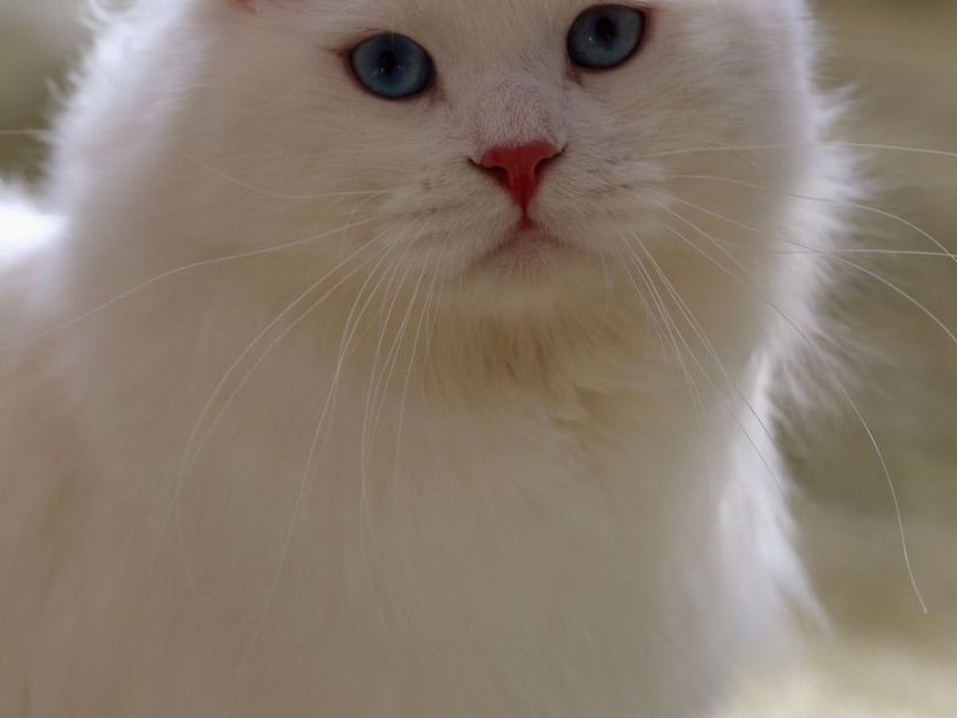 Сибирский кот