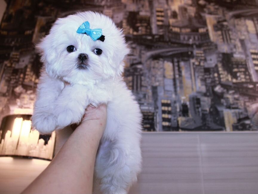 Мини кукольный мальчик мальтезе 2,5 мес с документ