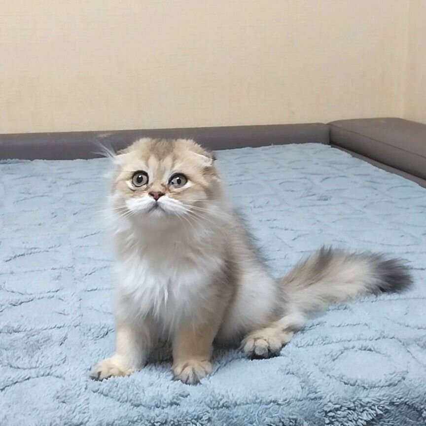 Шотландский вислоухий длинношёрстный котёнок