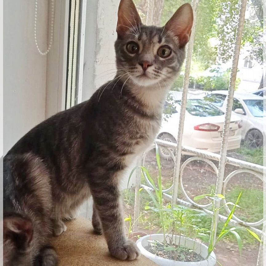 Котенок