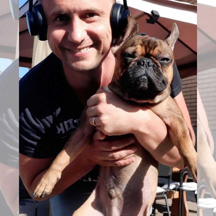 Французский бульдог, взрослая собака