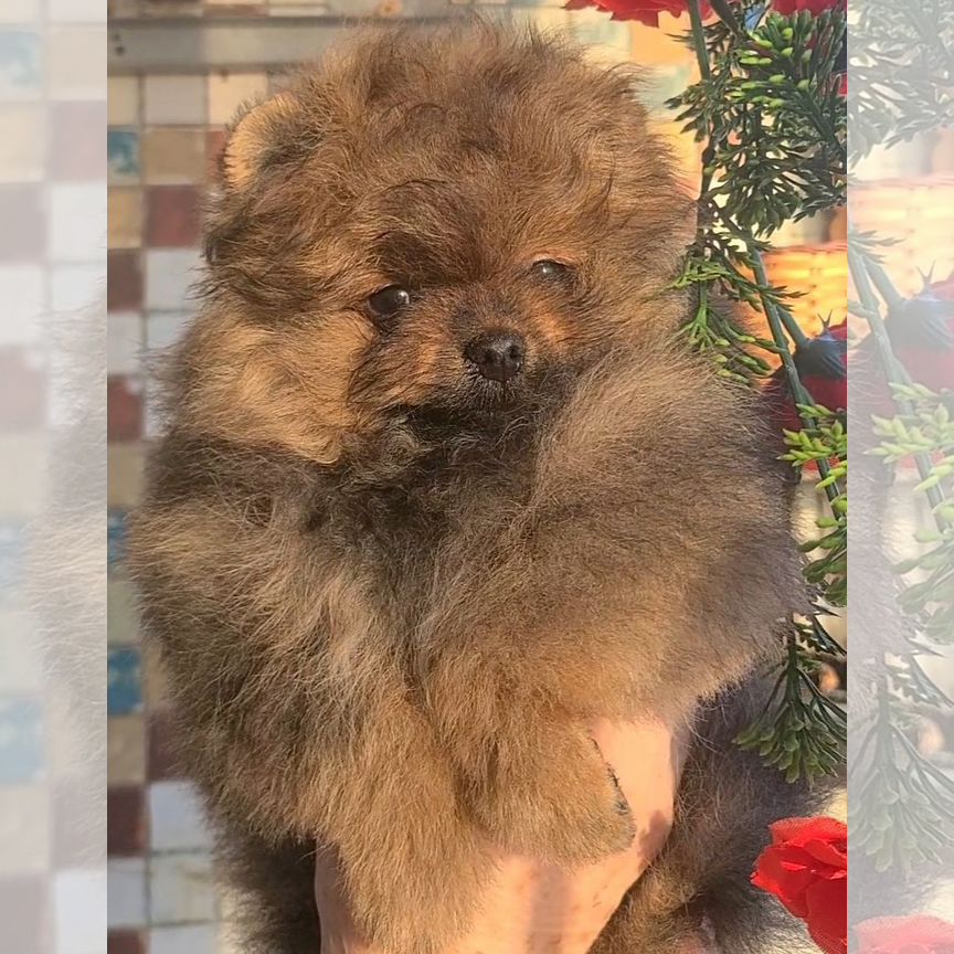 Немецкий шпиц, щенок