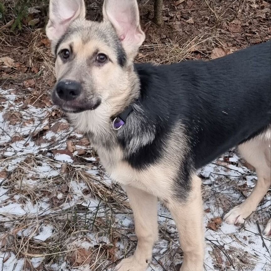 Немецкая овчарка