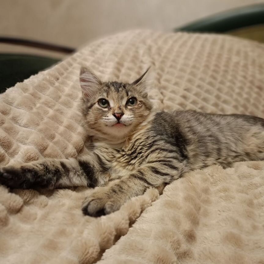 Котятенок в добрые руки