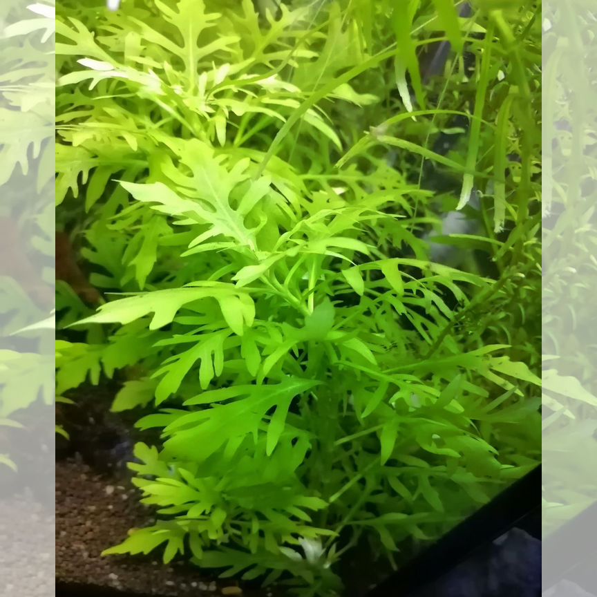 Гигрофилла cinema