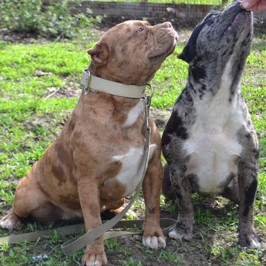 Щенки американский булли